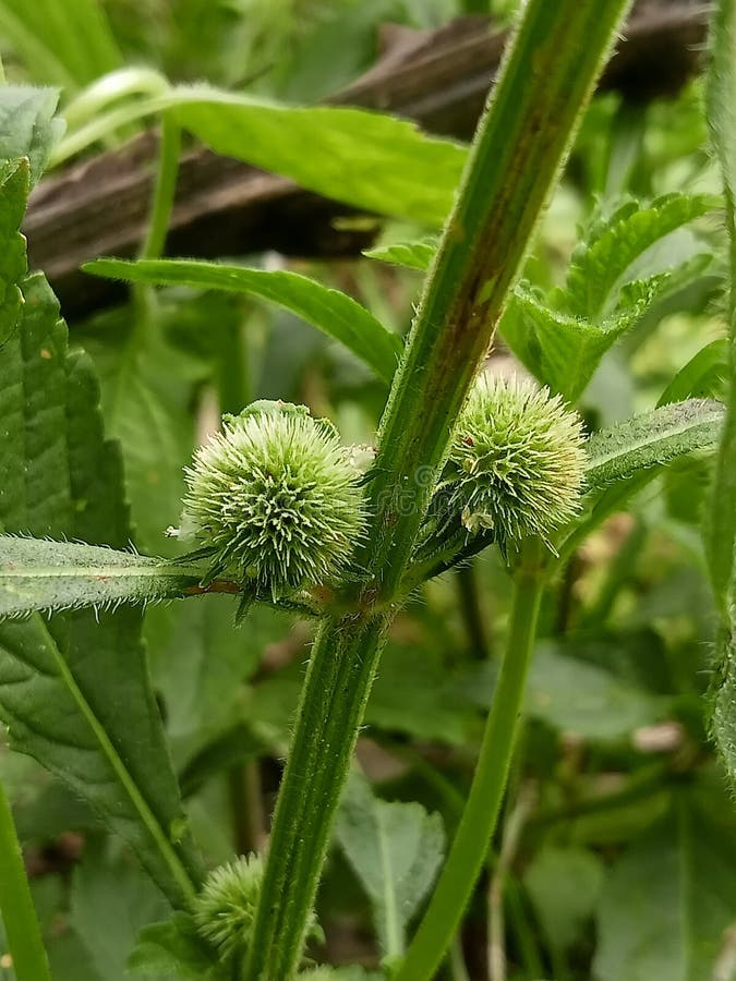Hyptis stock photo. Image of green, tropical, hyptis - 382607782