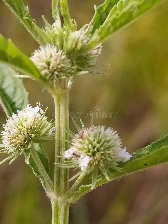 Hyptis Plant stock photo. Image of macro, flora, hyptis - 223161836