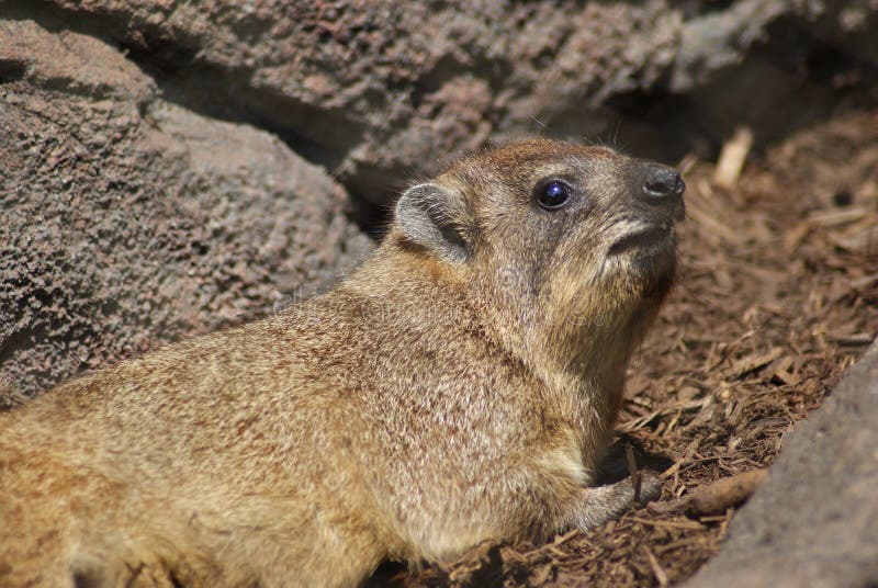 Hyrax Rodent Spotted In The Wild Stock Image - Image of rodent ...