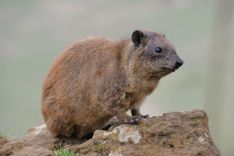 Hyrax stock image. Image of nature, rock, bush, portrait - 23363179