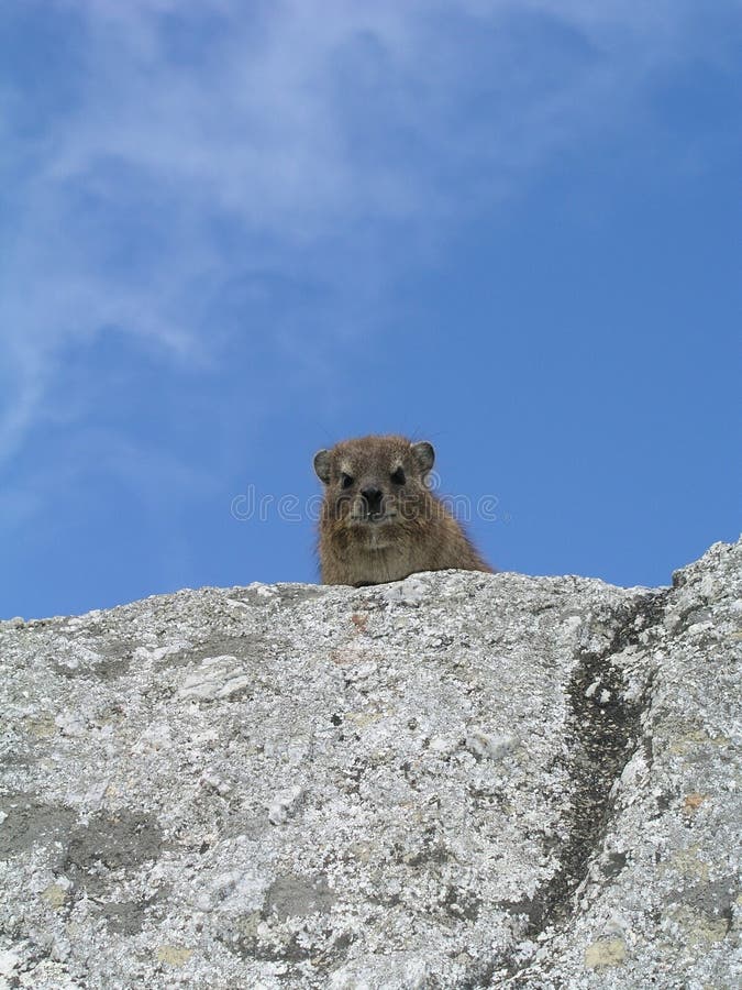 Hyrax stock image. Image of sociable, colony, hyrax, blue - 5057991