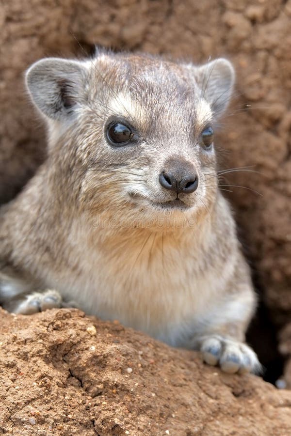 Hyrax de rocha foto de stock. Imagem de animal, capa - 76955576