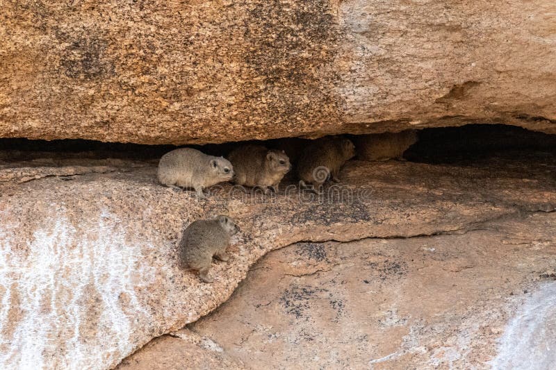 Hyrax near spitzkoppe stock image. Image of african - 313996571