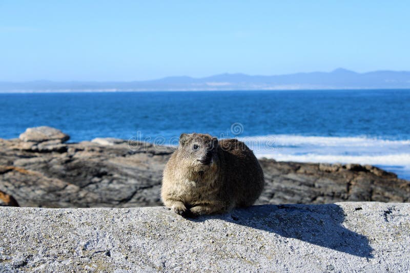 Hyrax Stands Perched on a Rocky Ledge, Gazing Out into the Distance ...