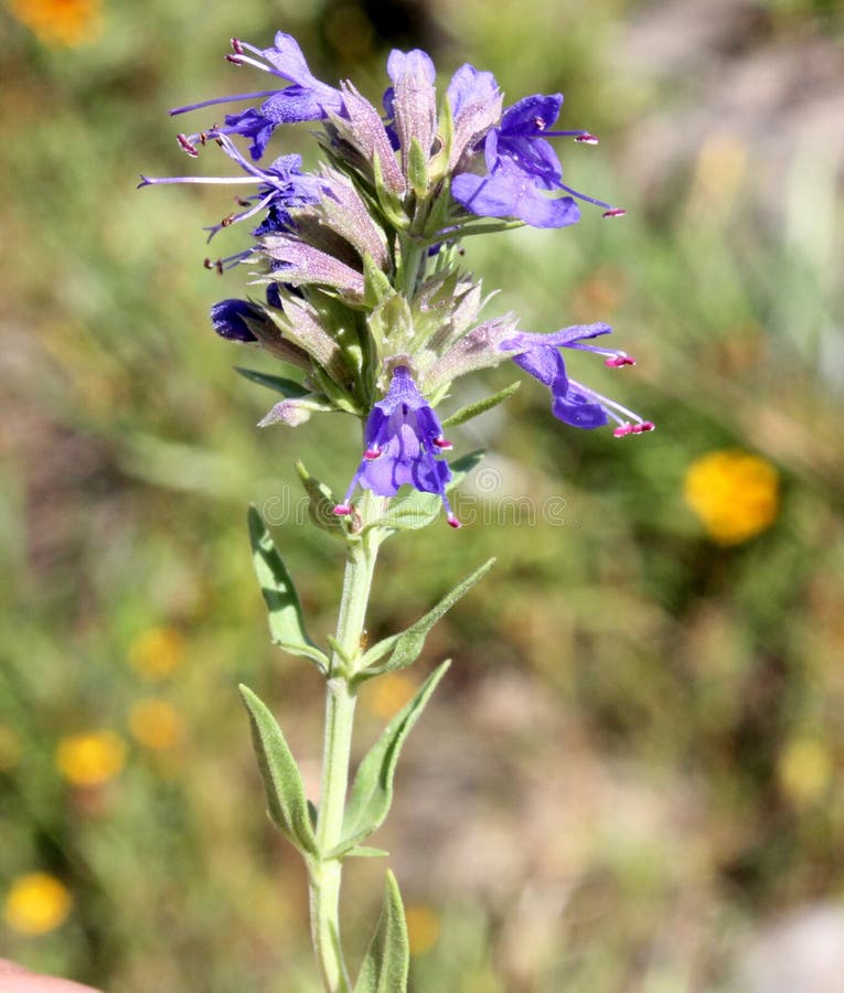 Hyssop stock image. Image of hyssopus, officinalis, blue - 38423387