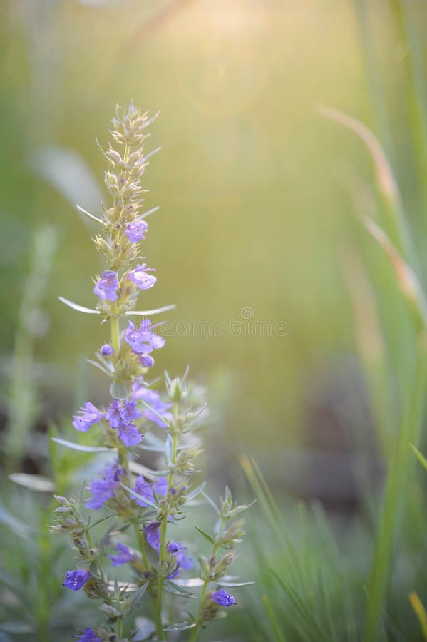 Hyssop, Hyssopus Officinalis, Flowering in Herb Garden Stock Image ...