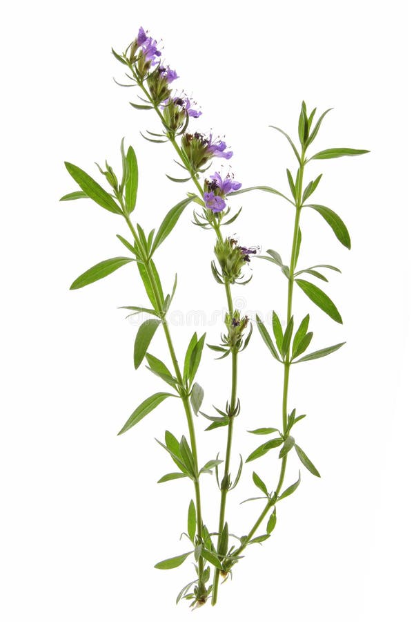 Hyssop (Hyssopus Officinalis) Stock Image - Image of leaf, background ...
