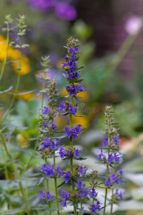 Hyssop Hyssopus Officinalis Striking Blue Flowers Stock Image - Image ...