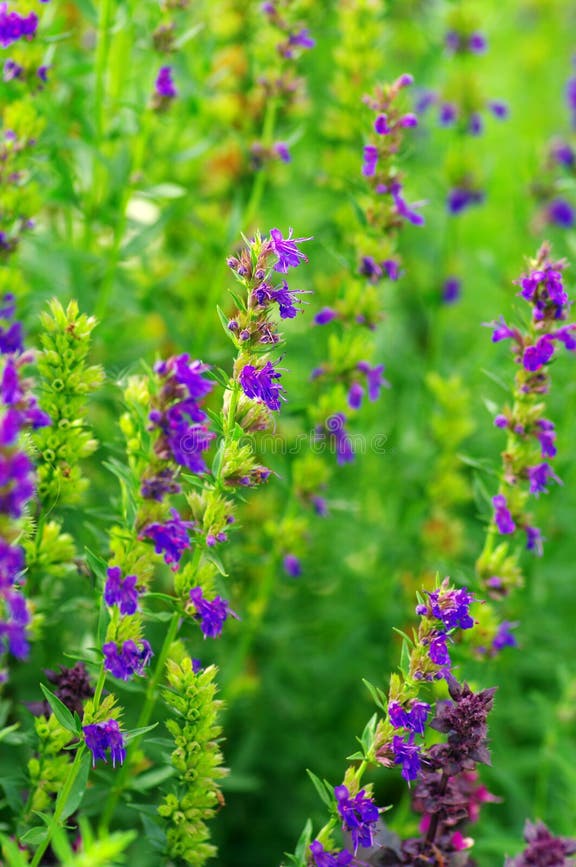 Hyssop plant stock photo. Image of herbs, beauty, growth - 10772170