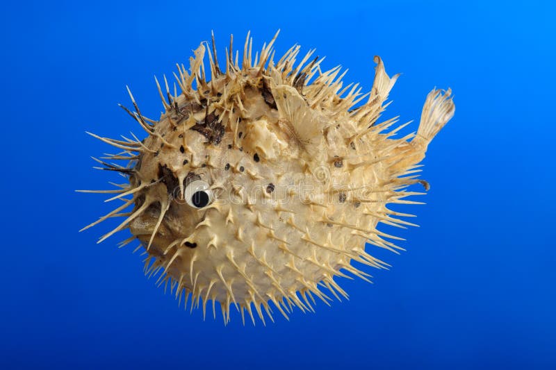 Porcupinefish (hystrix De Diodon) Image stock - Image du vivre, récif ...