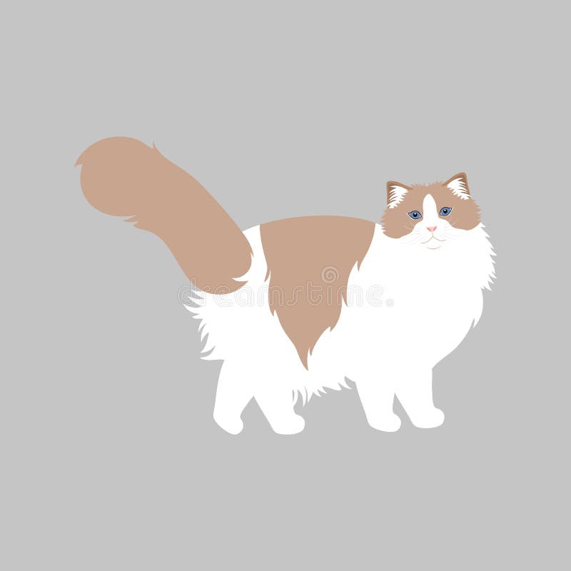 Standing Ragdoll Cat Isolate on Gray Background. Cartoon Cat Kitten ...