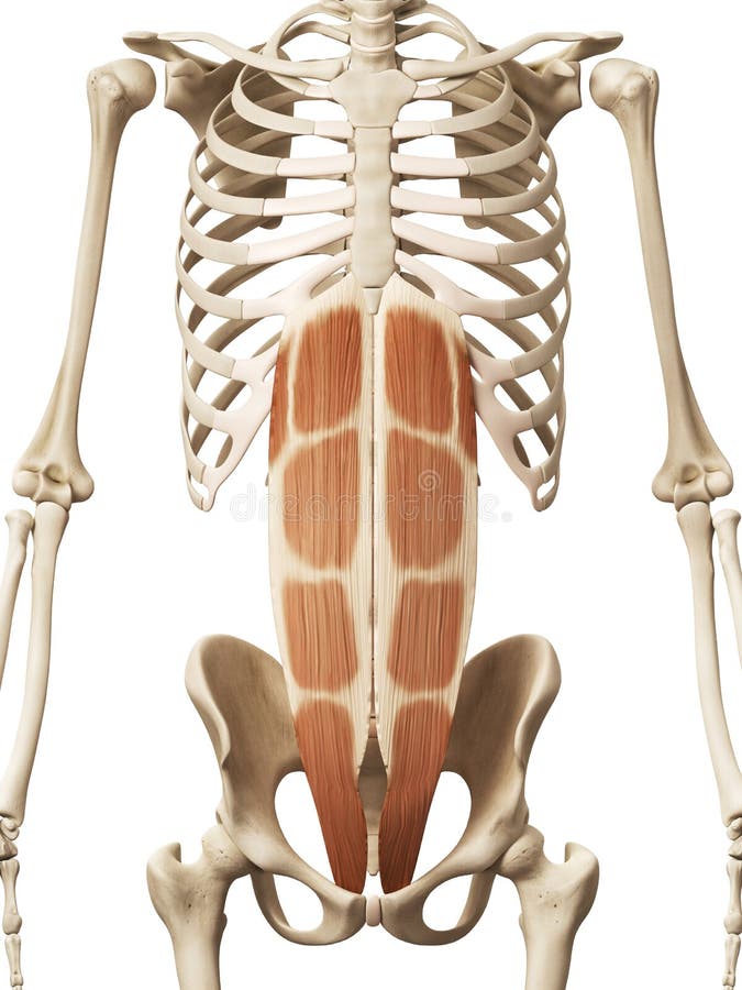 Retto Abdominis - Muscoli Addominali - Muscoli Di Anatomia Isolati ...
