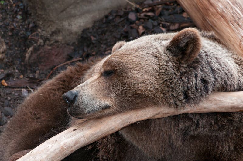Resting bear stock photo. Image of joyful, forest, wildlife - 31072998