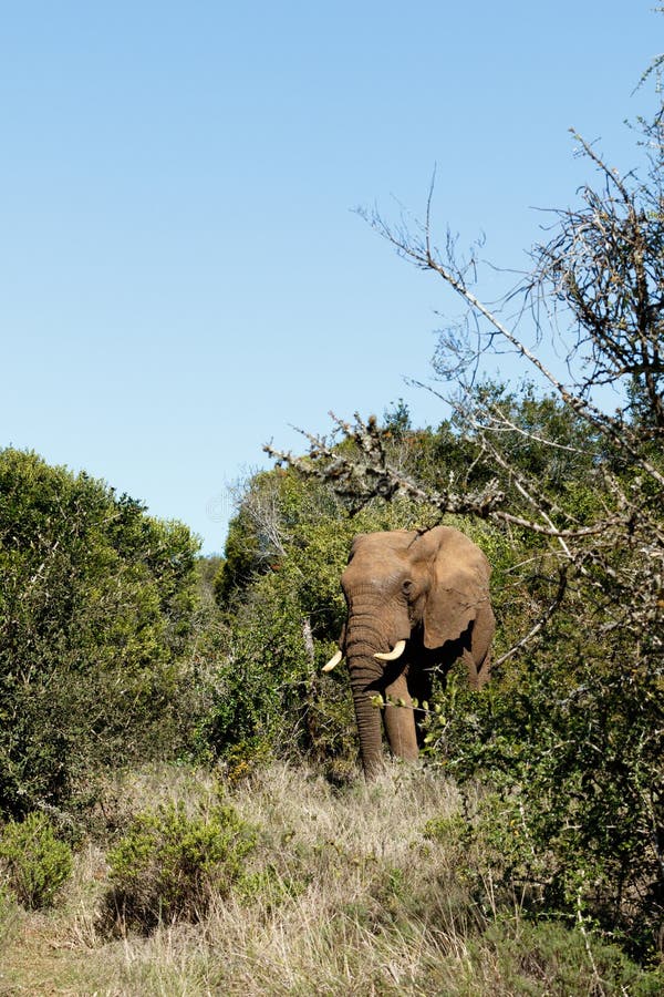 I am the BOSS - African Bush Elephant Stock Image - Image of park ...