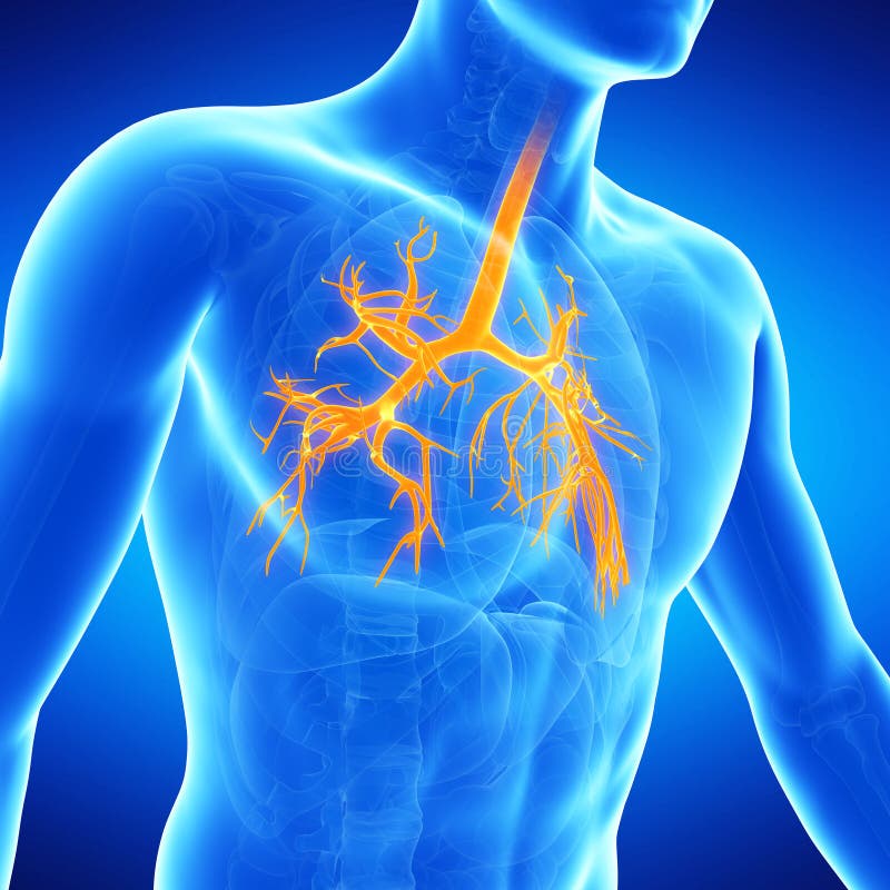 Bronchi umani illustrazione di stock. Illustrazione di medico - 10245758