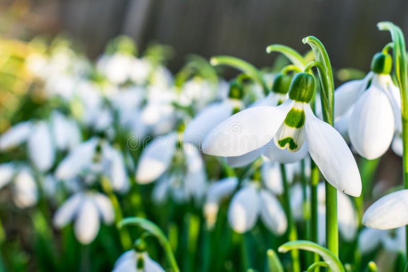 I Bucaneve Presto in Primavera Cronometrano Immagine Stock - Immagine ...