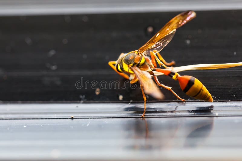 Regina Del Calabrone (crabro Della Vespa) Fotografia Stock - Immagine ...