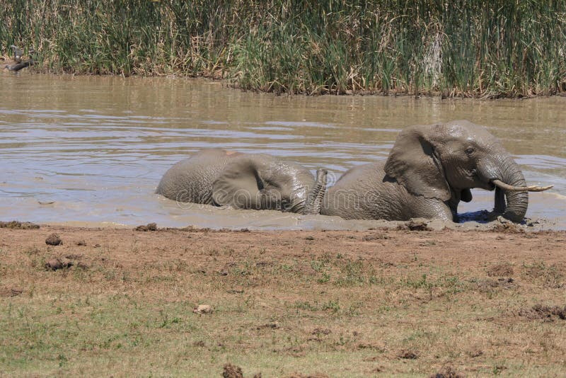 Teamwork Elephants Stock Photos - Free & Royalty-Free Stock Photos from ...