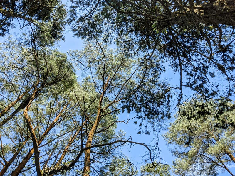 I Can See Beautifull Mountain and Trees Stock Image - Image of flower ...