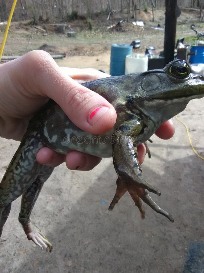The Man Caught Bullfrog Back Down Stock Photo - Image of aquatic, grove ...