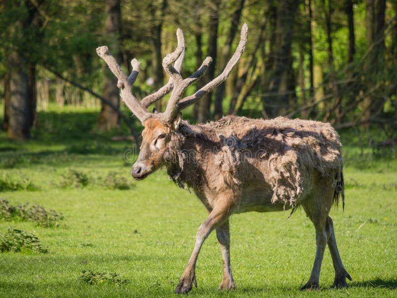 I cervi di David del padre fotografia stock. Immagine di prato - 42309788
