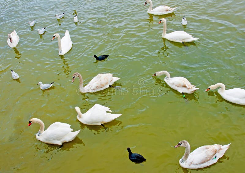 I cigni immagine stock. Immagine di parco, festa, attraente - 23620819