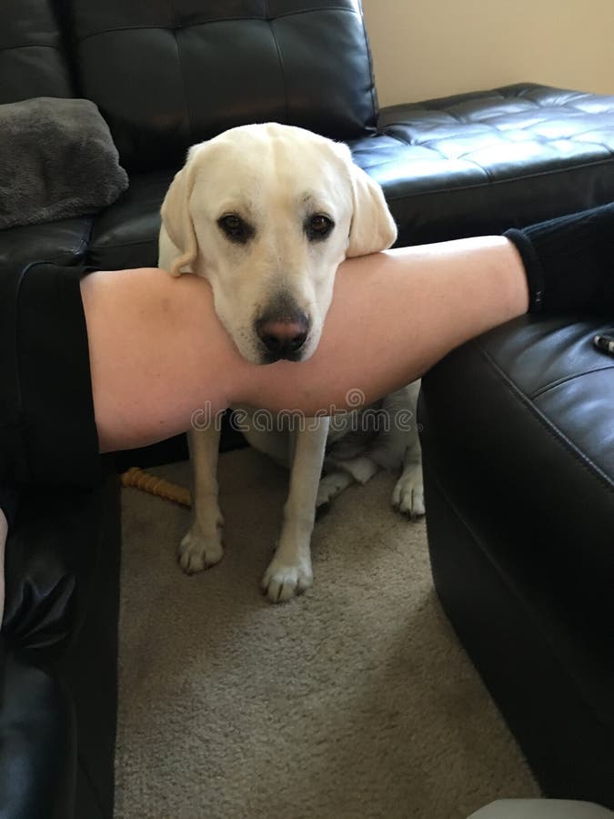 I am cute stock photo. Image of cute, begging - 72836770