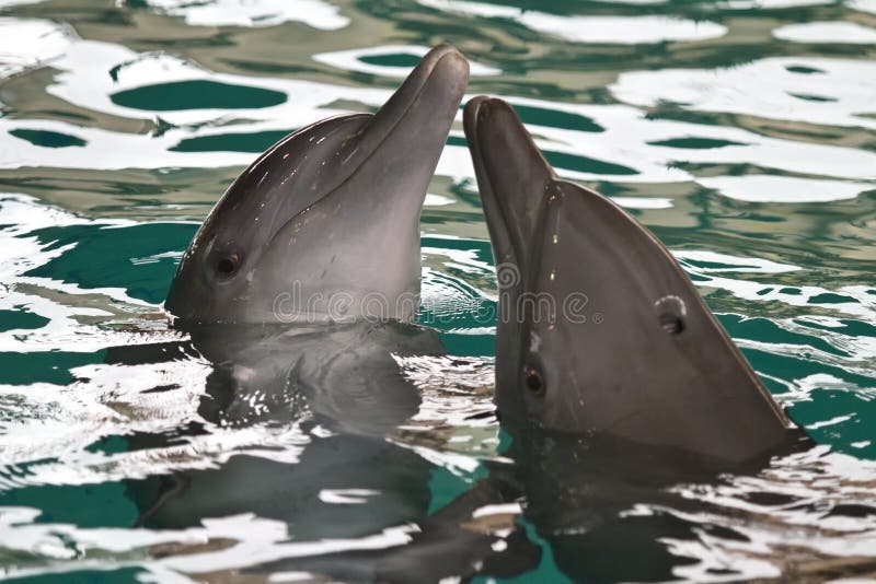 I delfini fotografia stock. Immagine di animali, mare - 20300886