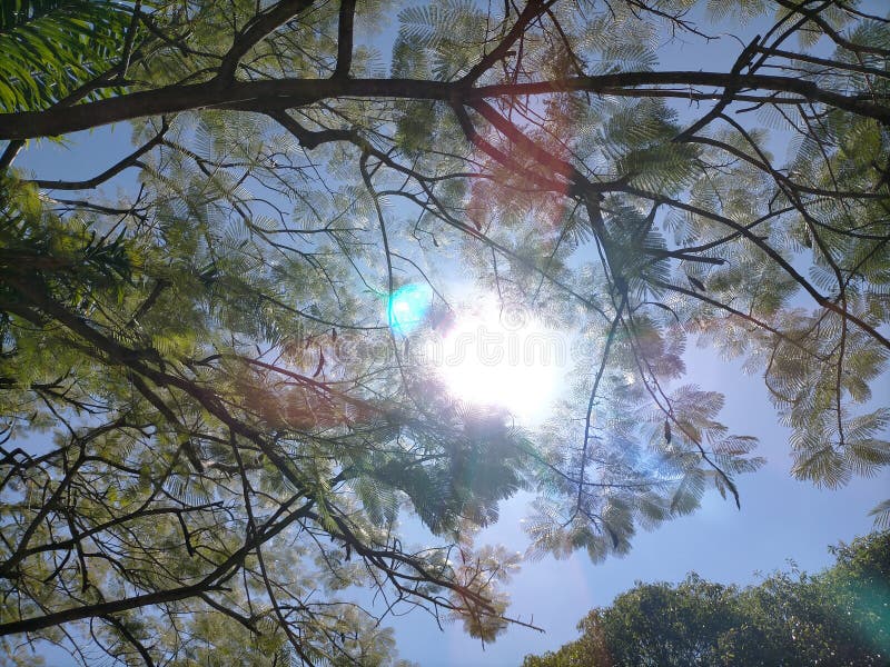 I Do Not Know this Tree but the Sun Seen Under this Tree is Very ...