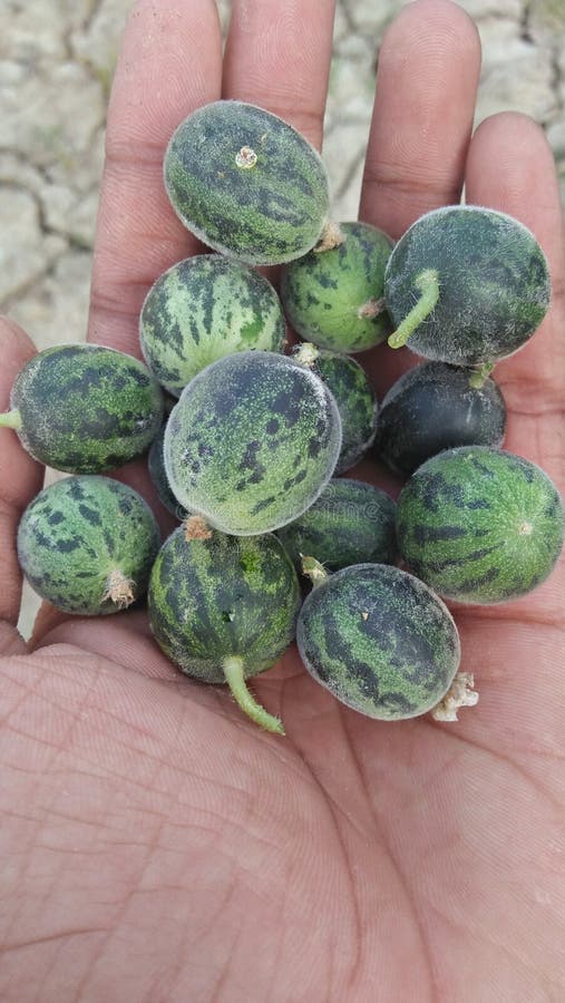 Froots Name Stock Photos - Free & Royalty-Free Stock Photos from Dreamstime