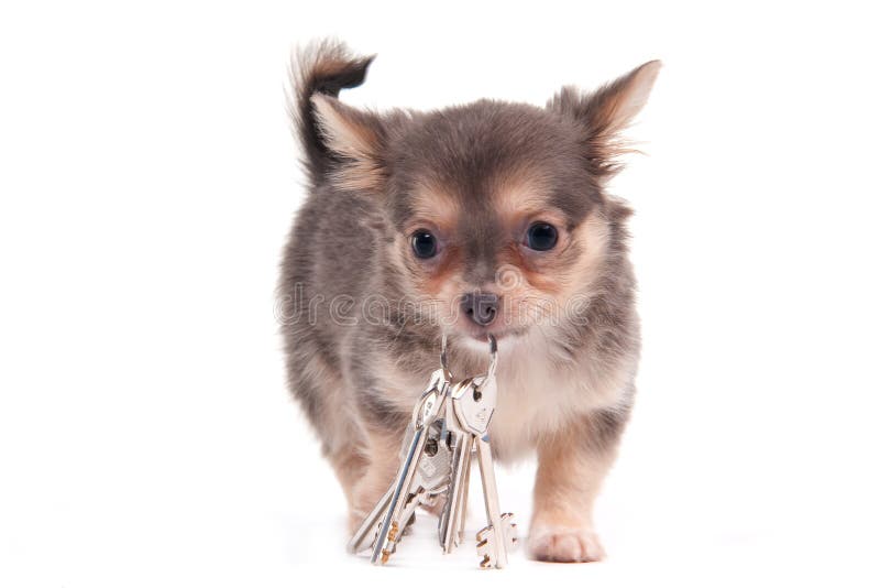 Dog Keys Mouth Stock Photos - Free & Royalty-Free Stock Photos from ...