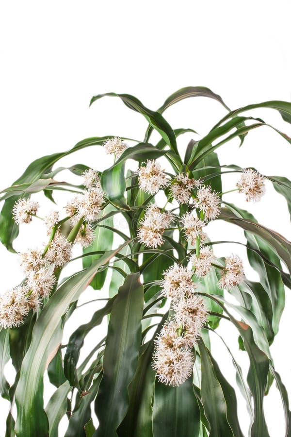 Dracaena flower stock photo. Image of tropics, flower - 140969236