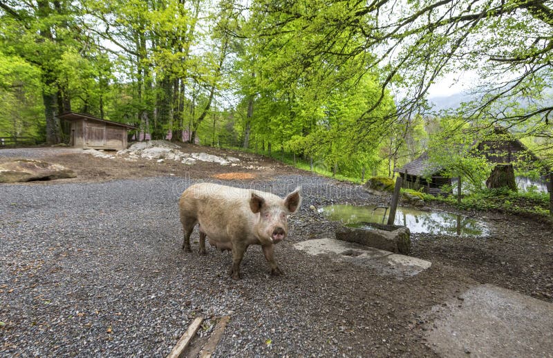 Piglet at the farm stock image. Image of animal, nature - 135846357