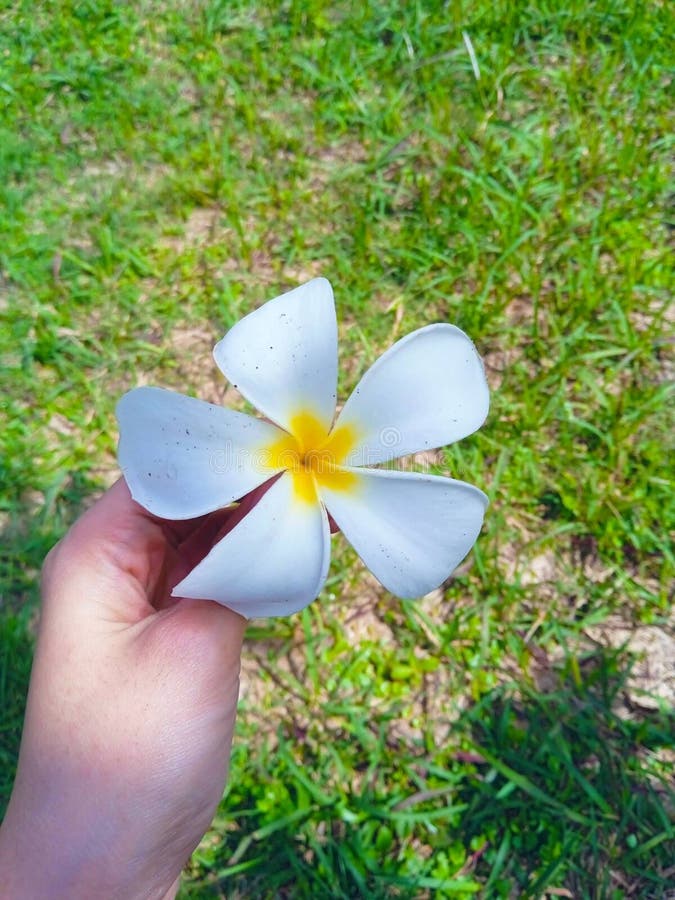 I find a flower stock image. Image of flower, flowers - 289812273