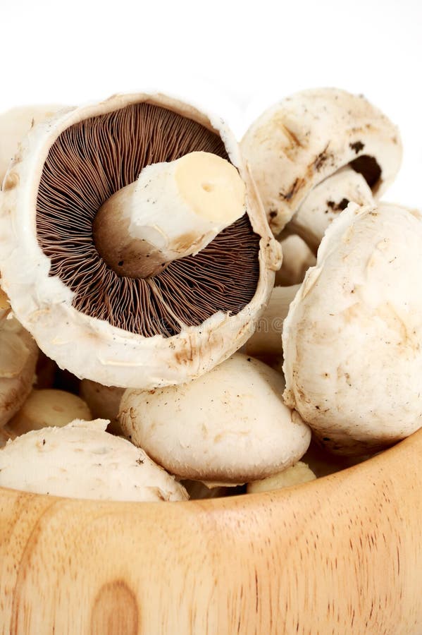 I Funghi Prataioli - Particolare Fotografia Stock - Immagine di ...