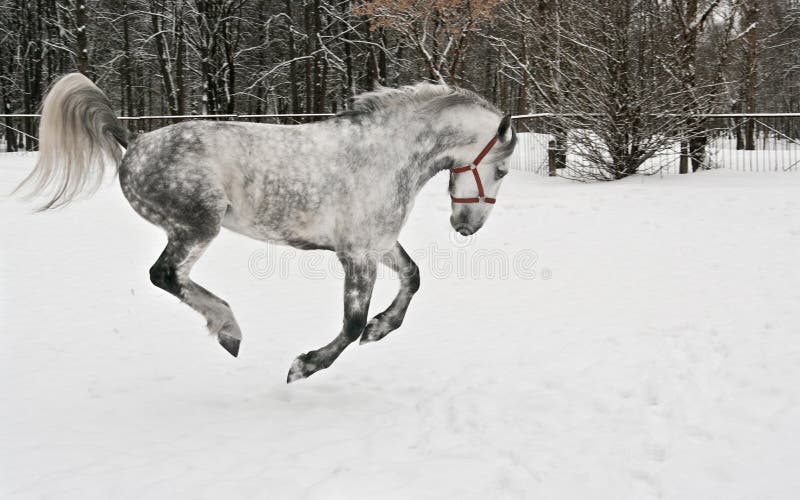 Il Cavallo Grigio Chiaro Galoppa Fotografia Stock - Immagine di galoppo ...