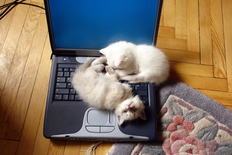 Carino Gatto Scozzese Straight Grigio Che Lavora Al Computer Online ...