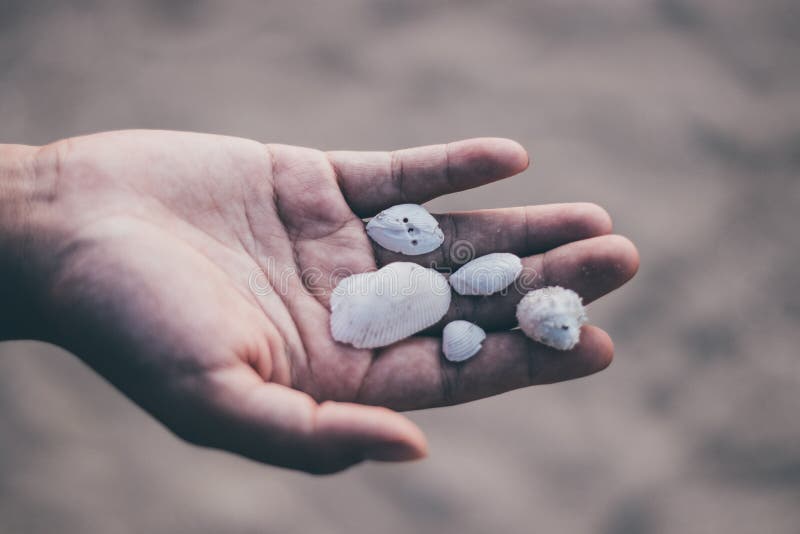 Shell and hand stock image. Image of beach, hand, nature - 145447309