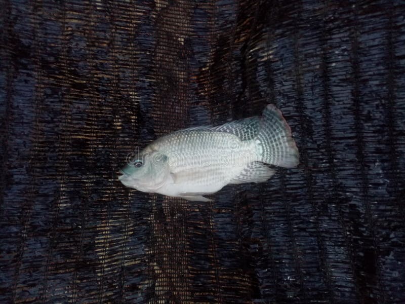 I got the fish. stock image. Image of water, blue, seafood - 223078025