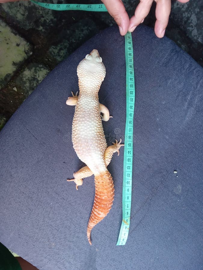 I have Gecko the size 30cm stock image. Image of a30cm - 263431223