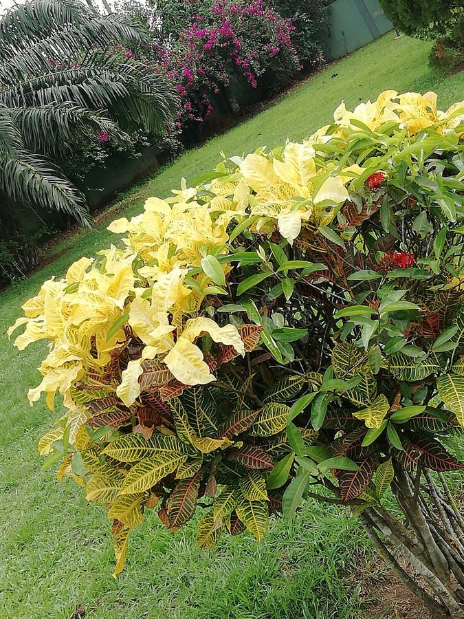 I Have an Interest in Flower Tree Stock Image - Image of tree, flower ...