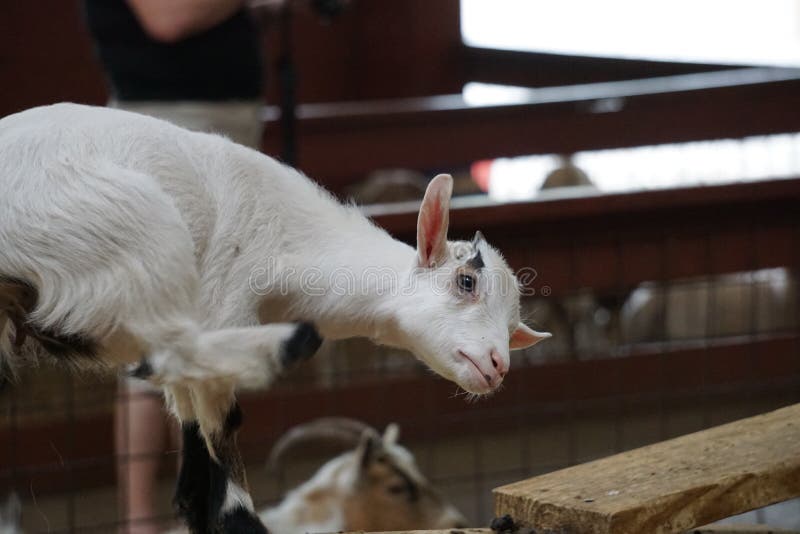 I Have An Itch Picture. Image: 85818658