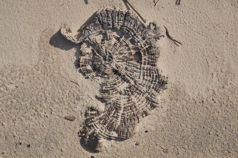 I hear everything stock image. Image of white, ring, beach - 20982045