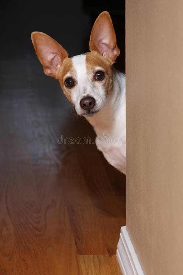 267 Peeking Around Corner Stock Photos - Free & Royalty-Free Stock ...