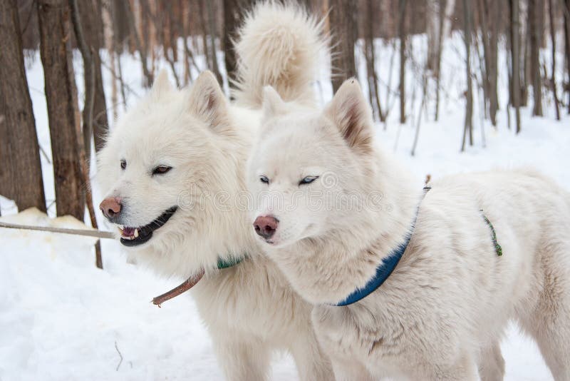 Husky fotografia stock. Immagine di cane, bello, sbadigliare - 30180630