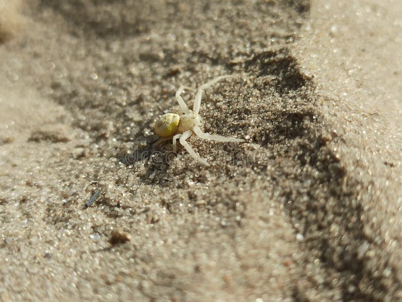 Tiny spider in the sand stock image. Image of leaf, soil - 203953791