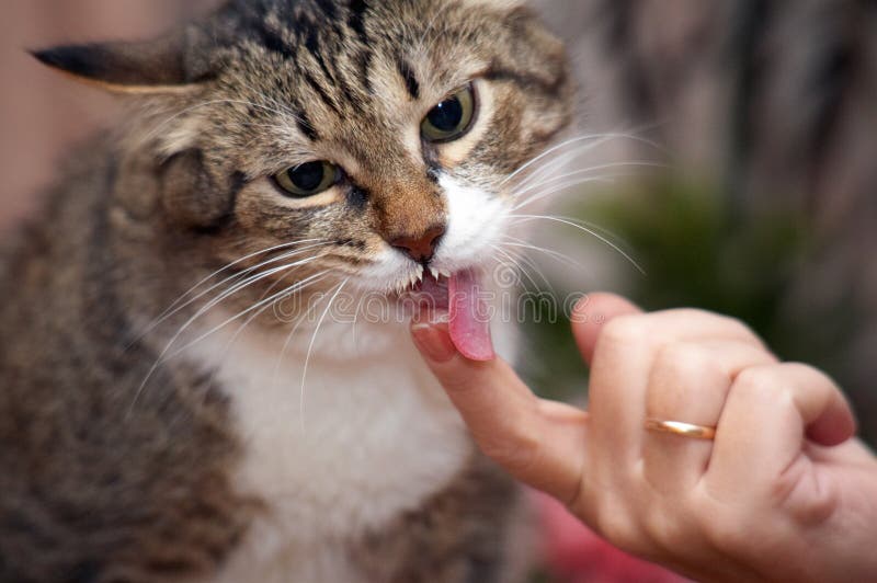 I like spread cheese! stock photo. Image of animals, tabby - 1396036