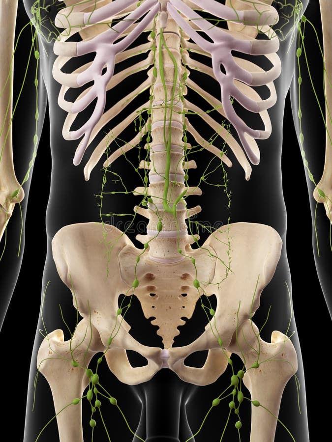 I linfonodi addominali illustrazione di stock. Illustrazione di femore ...