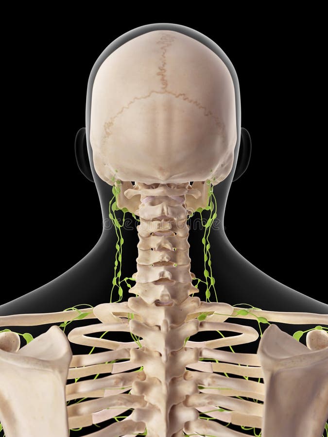 Linfonodi Della Testa E Del Collo Wikipedia