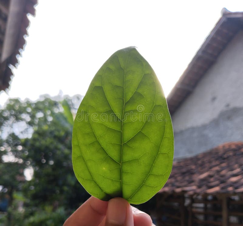 I& X27;ll Pick Leaves for You Stock Photo - Image of pick, leaves ...